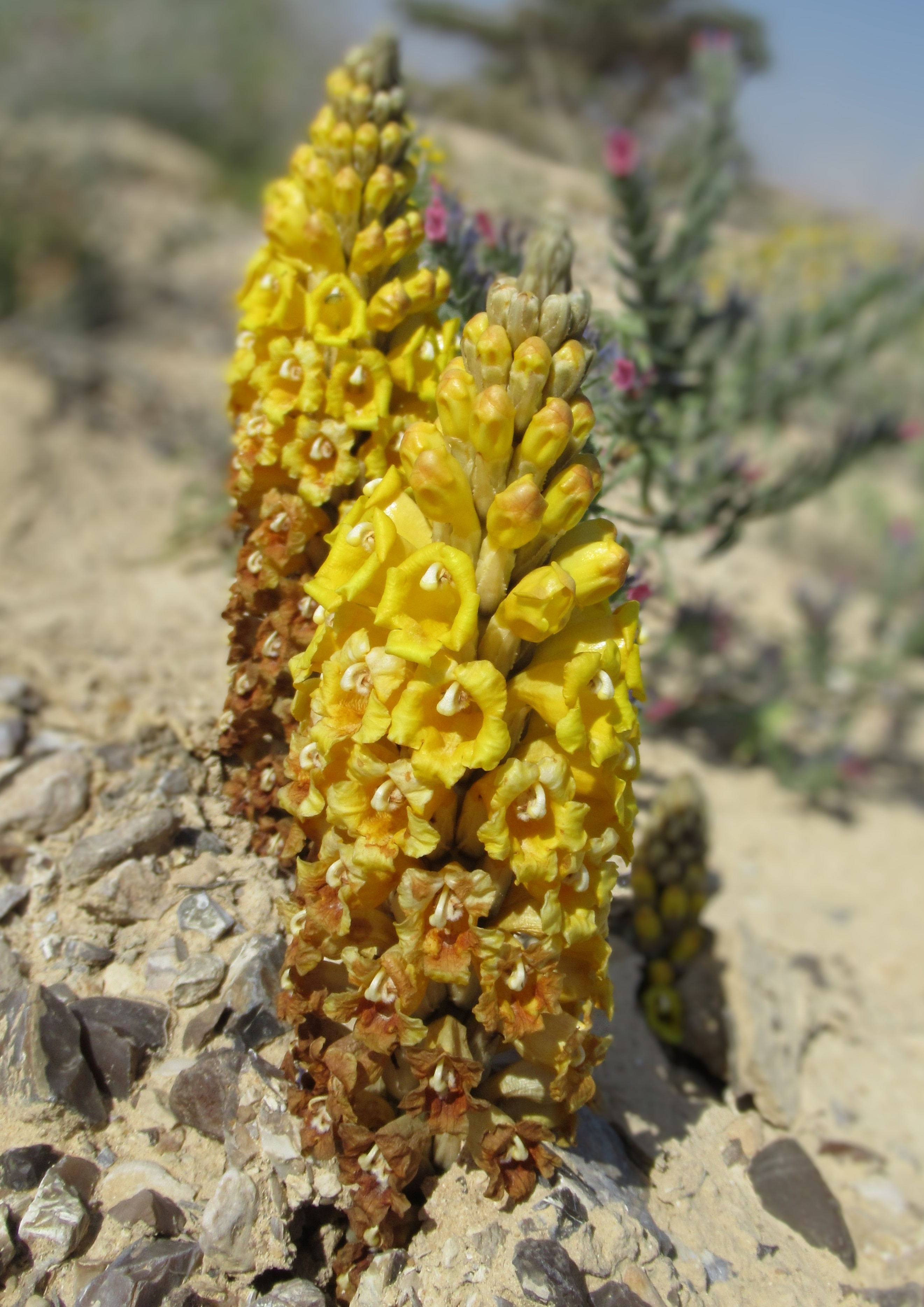 New study resolves long-standing taxonomic confusion in the parasitic ...