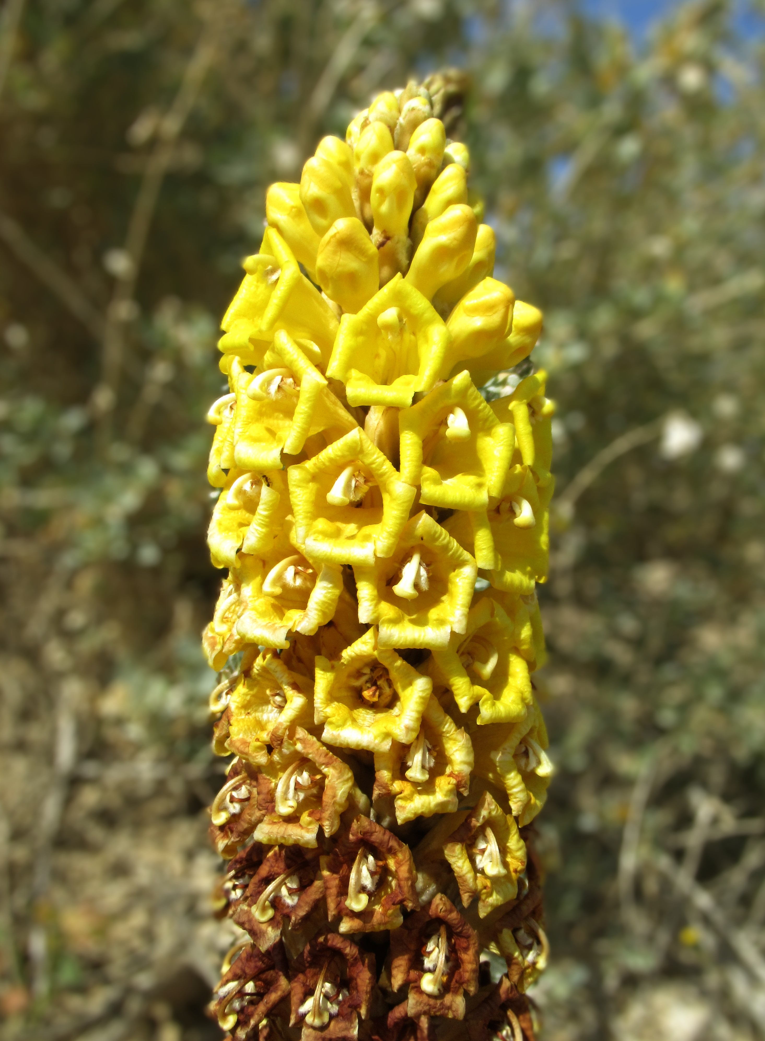 New study resolves long-standing taxonomic confusion in the parasitic ...