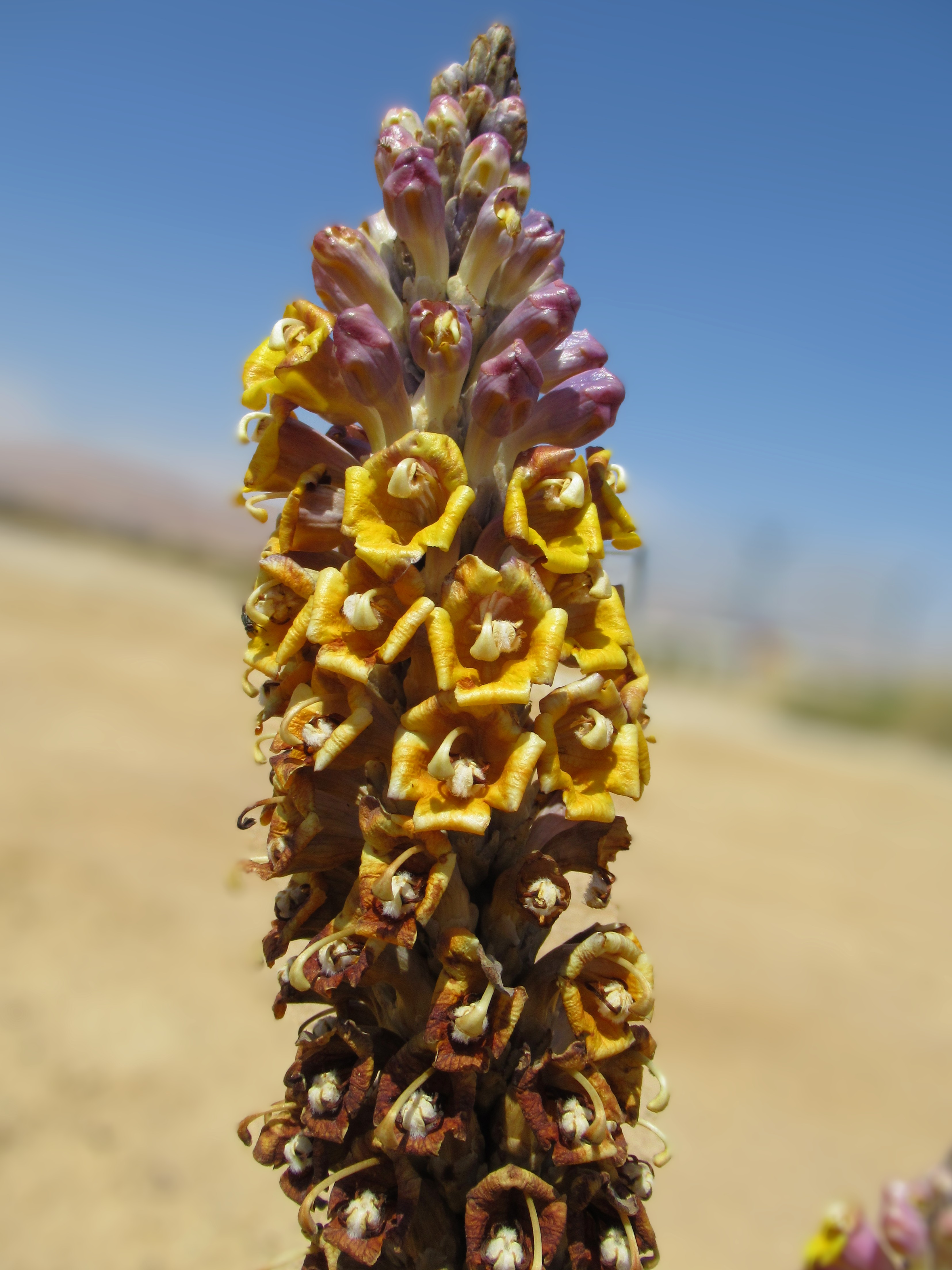 New study resolves long-standing taxonomic confusion in the parasitic ...
