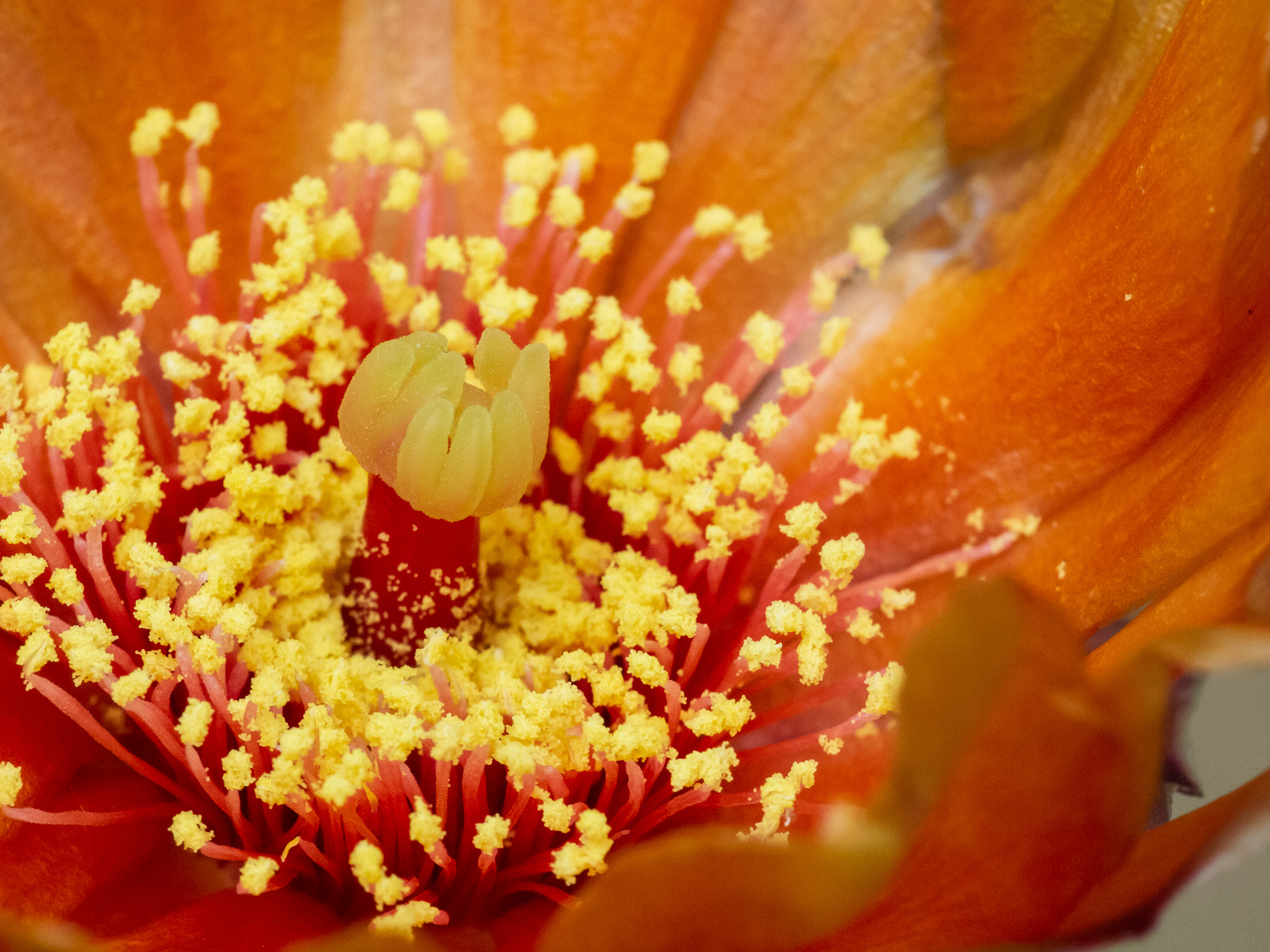 The Arid House | Oxford Botanic Garden and Arboretum