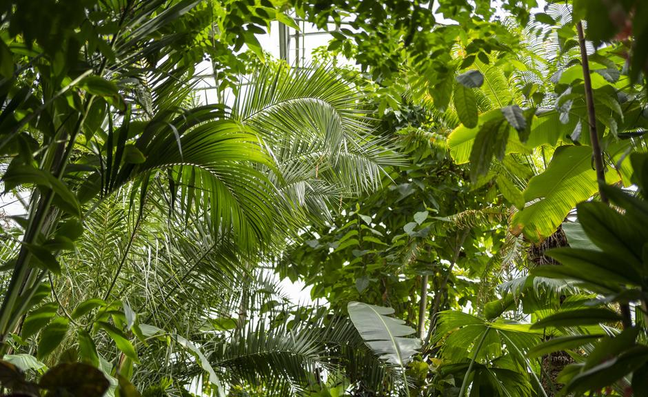 The Glasshouses | Oxford Botanic Garden and Arboretum