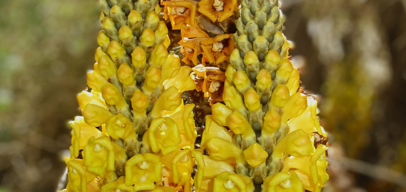 New study resolves long-standing taxonomic confusion in the parasitic ...