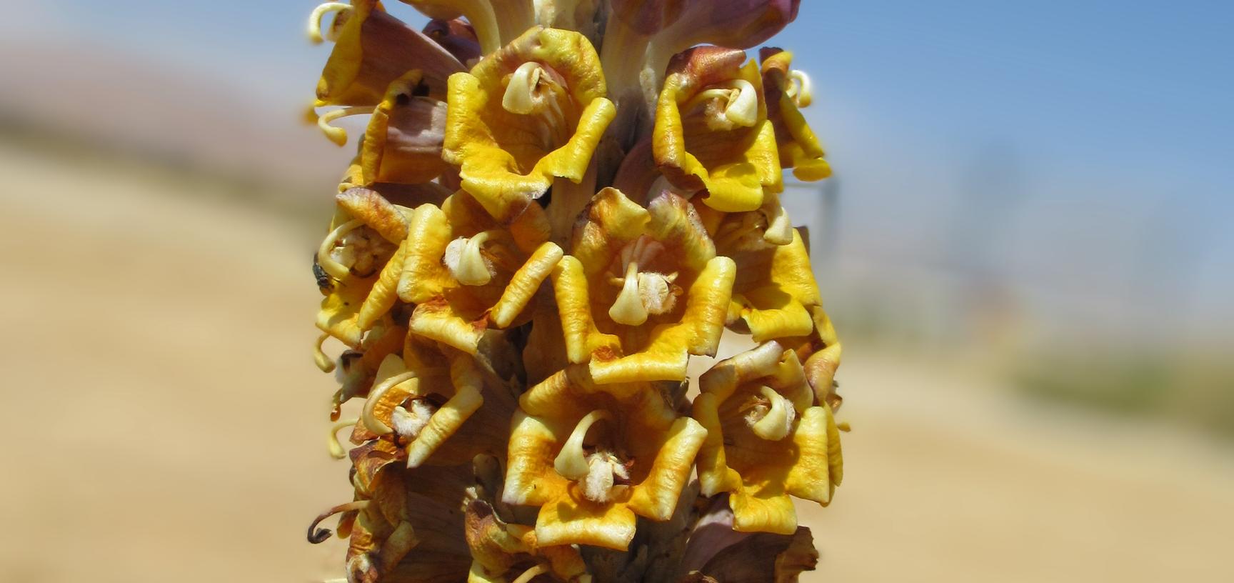 New study resolves long-standing taxonomic confusion in the parasitic ...