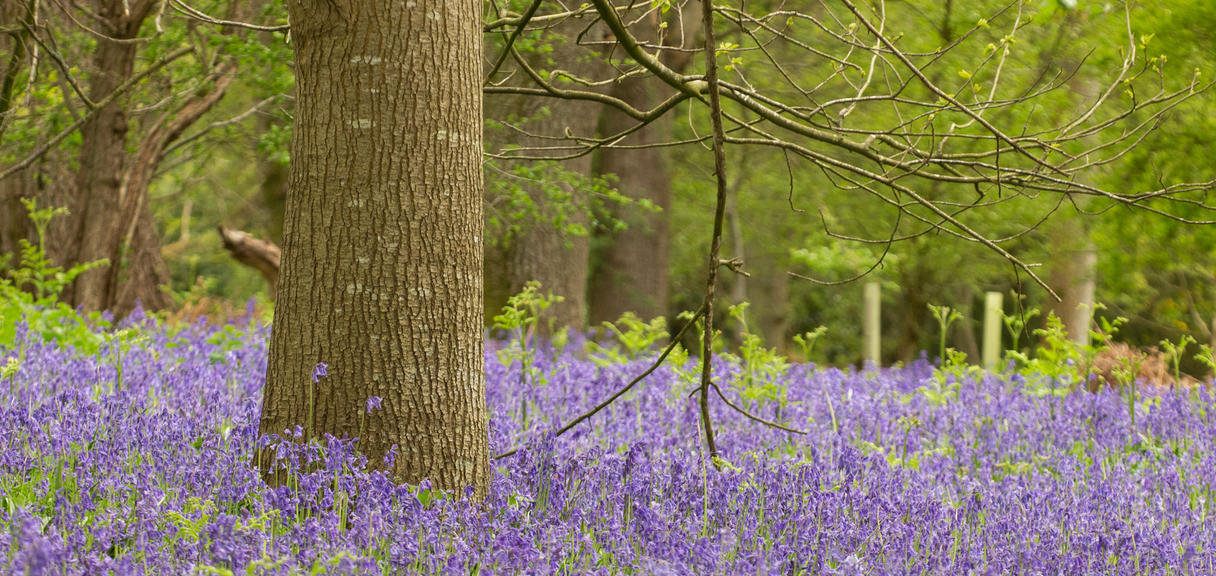 Visit | Oxford Botanic Garden and Arboretum
