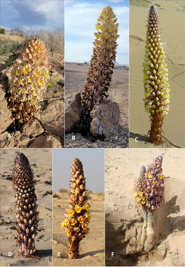 New insights into the taxonomy of desert hyacinths (genus Cistanche) in ...